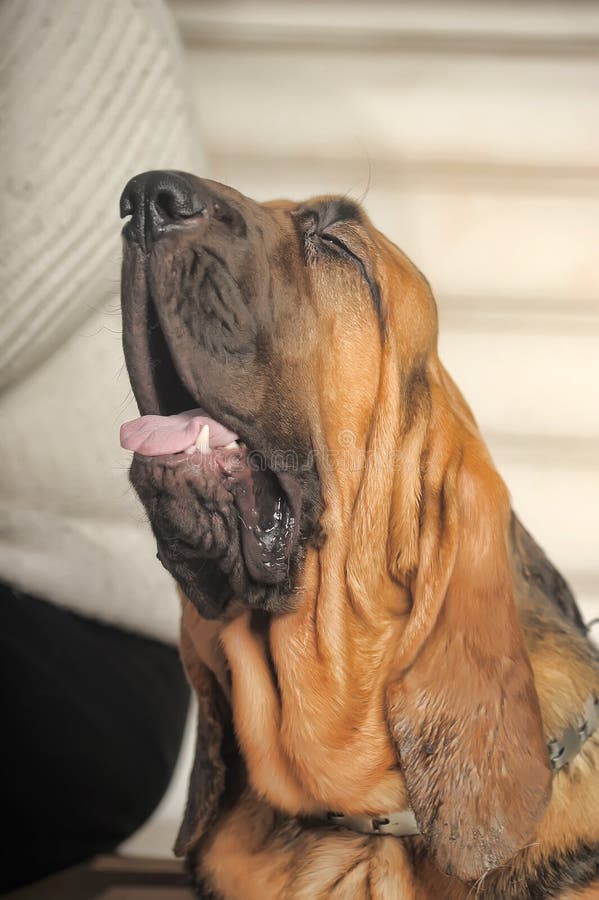 Chiot de limier photo stock. Image du domestique, poilu - 35324358