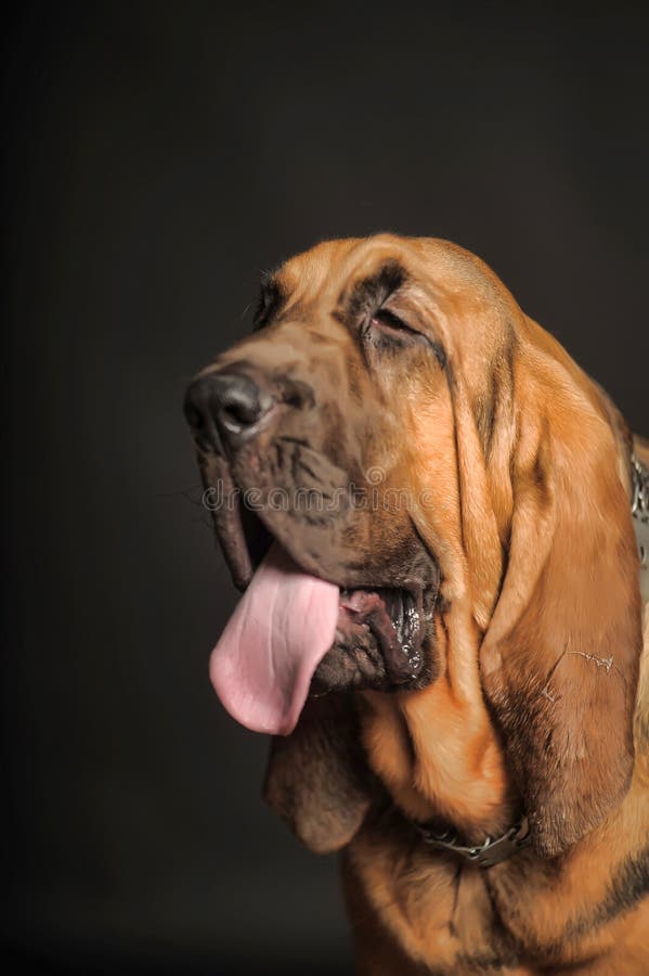 Chiot de limier photo stock. Image du chien, noir, oreilles - 35324758