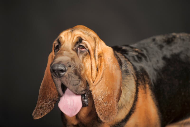 Sommeil de chien de limier image stock. Image du canin - 92255877