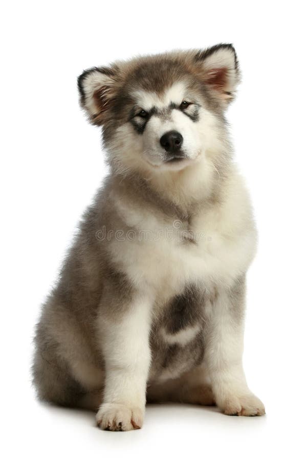 Chiot De Race Du Malamute Deux D'Alaska (3 Mois) Image stock - Image du ...