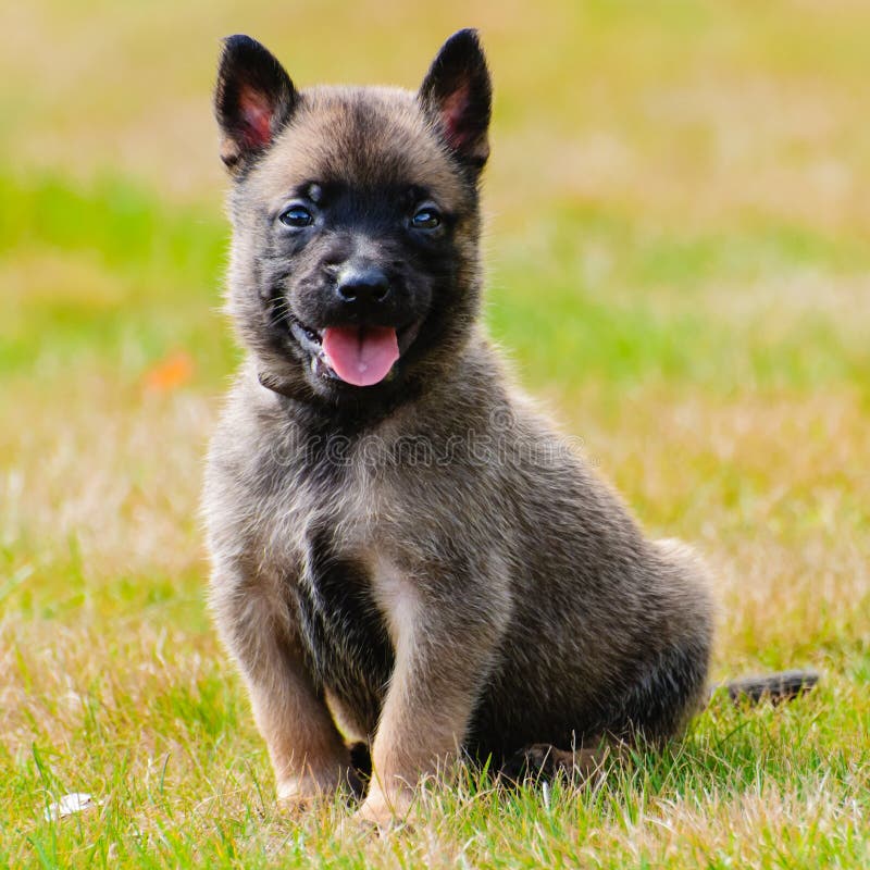 Chiot De Malinois Photo stock - Image: 49827867