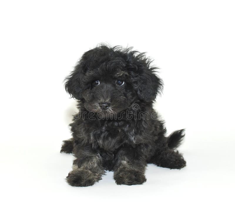 Chiot De Malti-Poo Avec Un Visage Triste Image stock - Image du race ...