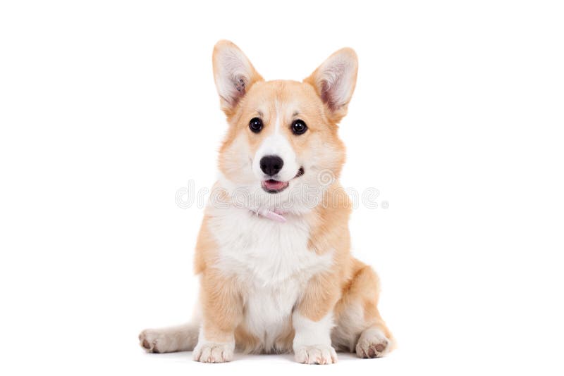 Chiot De Corgi D'Obturation De Pembroke Photo stock - Image du pets ...