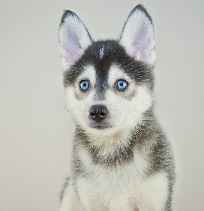 Chien pomsky image stock. Image du puce, carnassier - 213388659