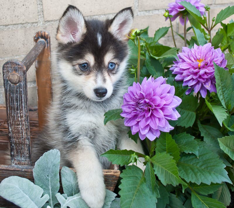 Chien pomsky image stock. Image du puce, carnassier - 213388659