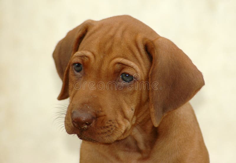 Chiot De Rhodesian Ridgeback Image stock - Image du crabot, animaux ...
