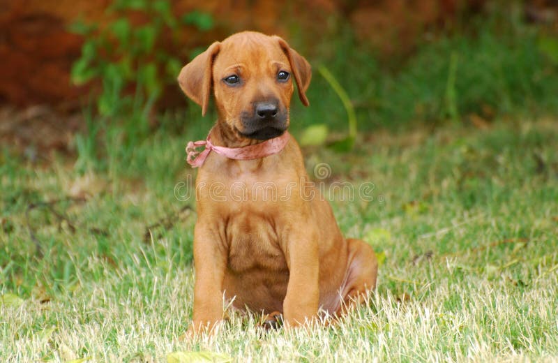 Chiot De Rhodesian Ridgeback Photo stock - Image du chien, herbe: 28602698
