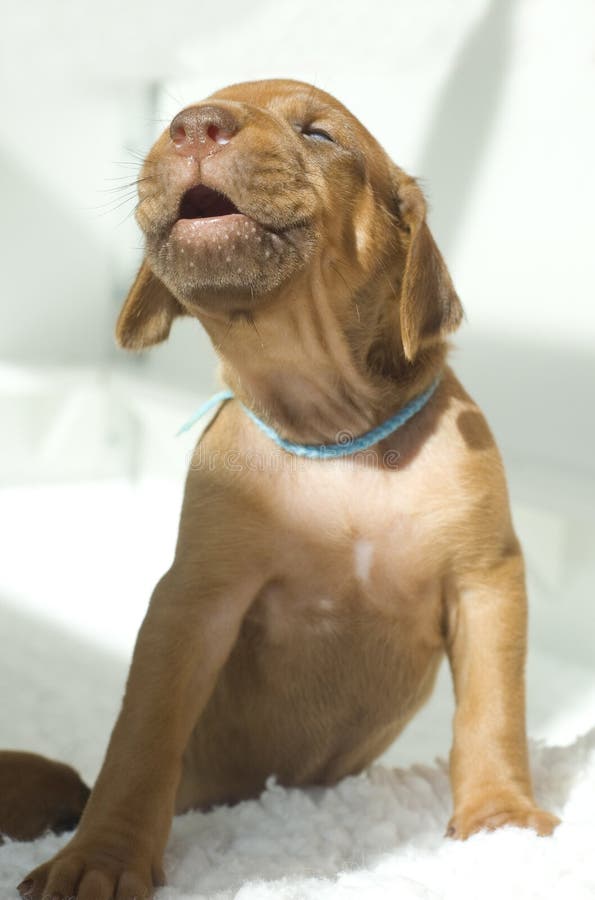 Chiot De Rhodesian Ridgeback, 4 Semaines De Image stock - Image du ...