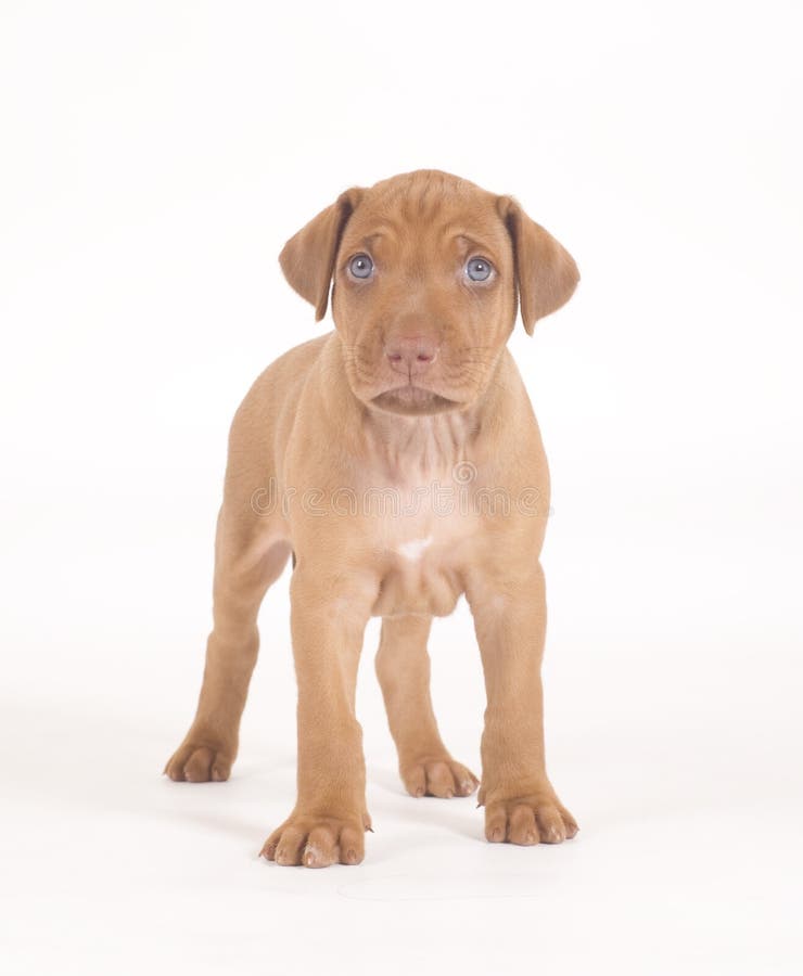 Chiot De Rhodesian Ridgeback, 5 Semaines De, Position Photo stock ...