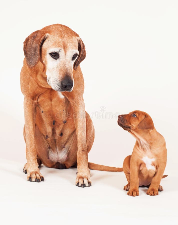 Chiot De Rhodesian Ridgeback Avec Sa Grand-maman Image stock - Image du ...