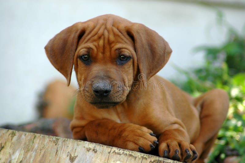 Chiots Rhodesian Ridgeback Forêt Photo stock - Image du multiplié, race ...