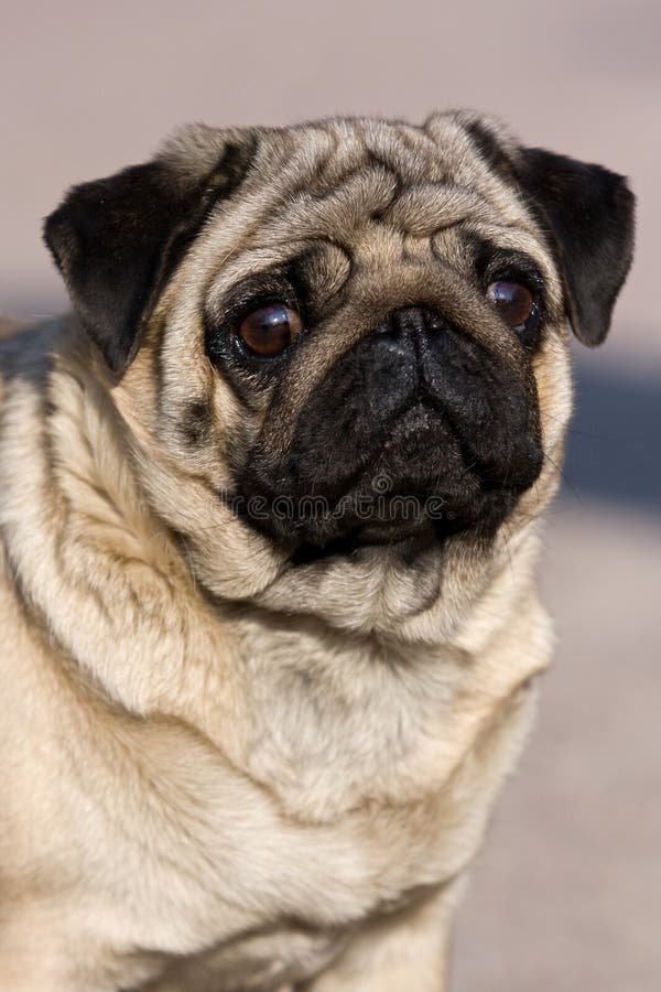 Race De Chien D'origine De Porcelaine De Roquet Photo stock - Image du ...