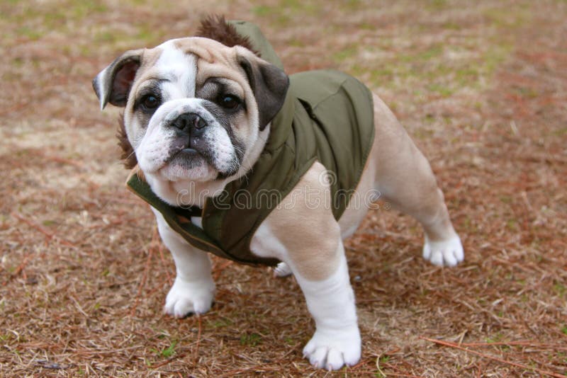 Chiot de roquet image stock. Image du animaux, mensonge - 24259577