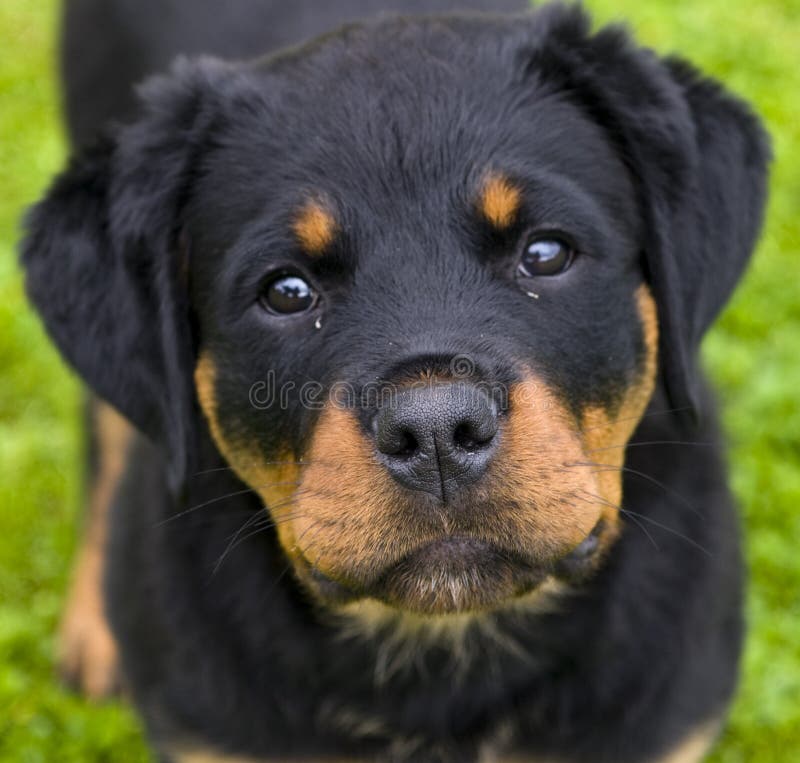 Chiot de Rottweiler photo stock. Image du visage, chiot - 14807988
