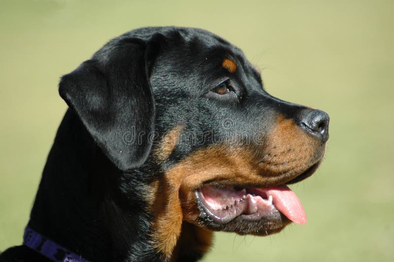 Deux Chiots De Rottweiler Dans Des Bras Photo stock - Image du regarder ...