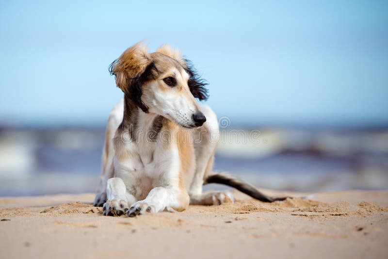 Chiot Adorable De Saluki Se Reposant Sur Le Blanc Image stock - Image ...