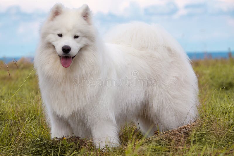 Trois Chiots De Samoyed D'isolement Sur Le Fond Noir Image stock ...