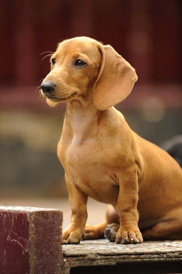 Chiot De Golden Retriever Sur Un Banc Image stock - Image du crabot ...