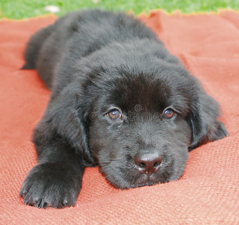 Le Chiot De Terre-Neuve Se Repose Et Regarde En Avant, Sur Un Fond ...