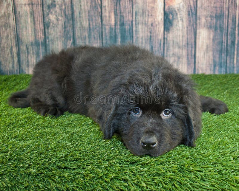 Chiot de Terre-Neuve photo stock. Image du bleu, ciel - 38615558