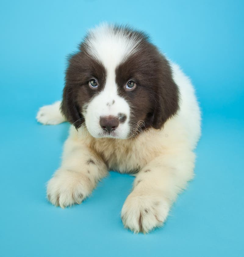 Chiot de Terre-Neuve photo stock. Image du bleu, ciel - 38615558
