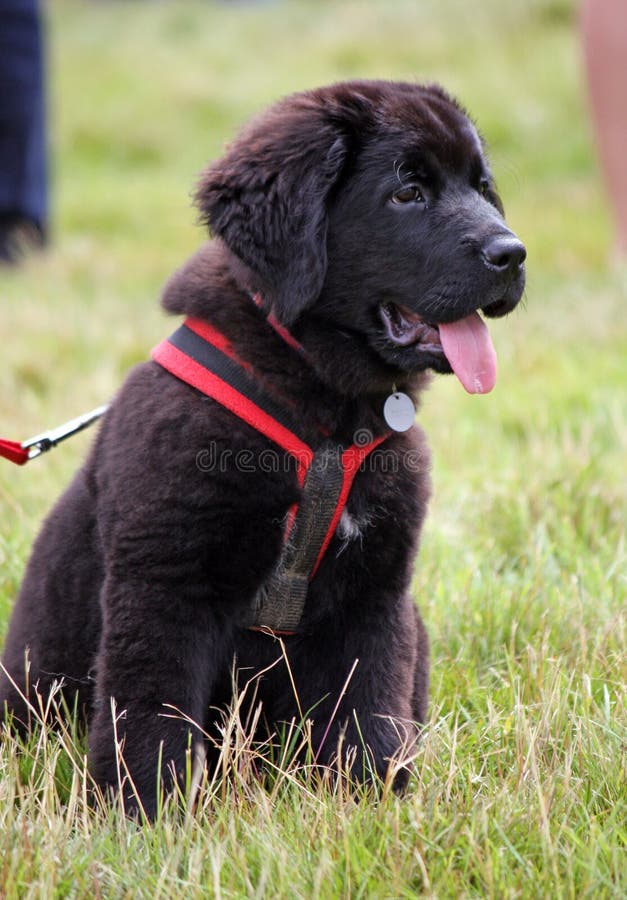 Chiot de Terre-Neuve image stock. Image du terre, chiot - 7835303