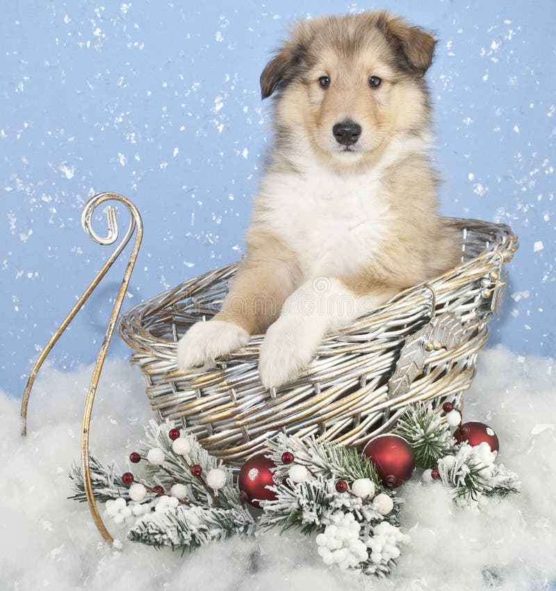 Petit colley image stock. Image du animaux, fourrure, brun - 9443013