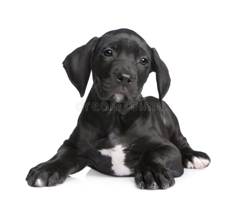 Chiot Grand De 2 Mois De Danois Photo stock - Image du purebred, pousse ...