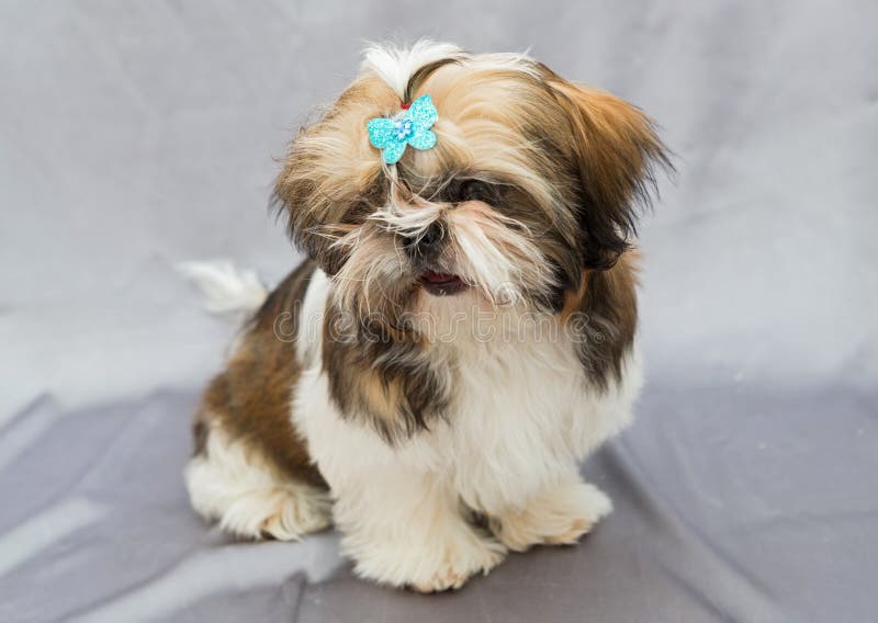 6 Vieux Ans Gris De Tzu De Shih Image stock - Image du avant, regarder ...