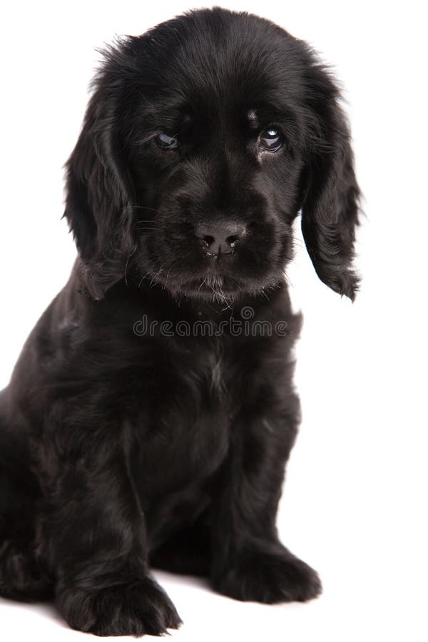 Chiot Mignon De Cocker Dans La Neige Image stock - Image du hiver ...