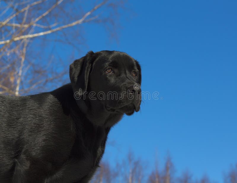 Chiot Noir De Chien D'arrêt De Labrador Photo stock - Image du chien ...