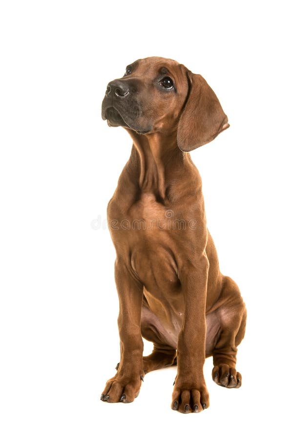 Chiot Rhodesian Mignon De Ridgeback Se Reposant Et Recherchant Photo ...