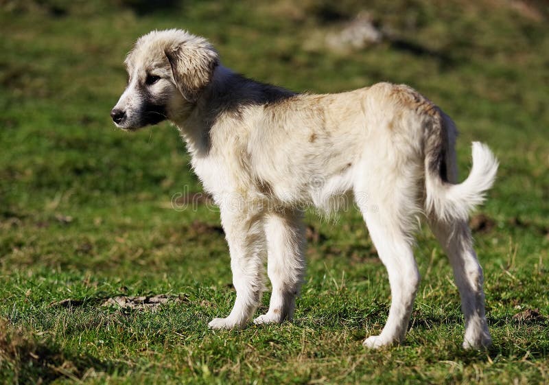 Chiot Roumain De Berger Dans Un Village De Montagne Photo stock - Image ...