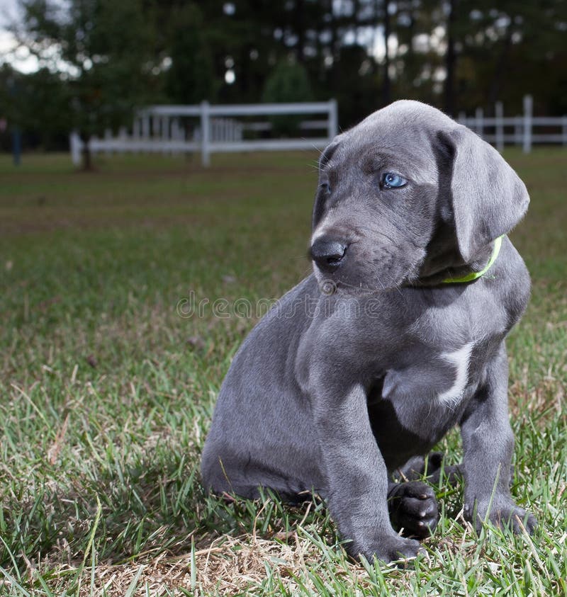 Chiot seul photo stock. Image du animal, danois, gris - 76176482