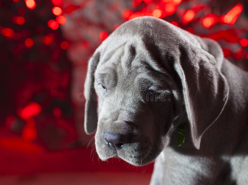 Chiot seul photo stock. Image du animal, danois, gris - 76176482