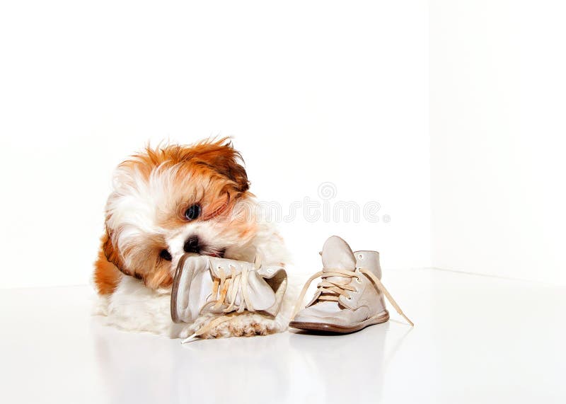 Chien vilain photo stock. Image du animal, mastication - 38793482