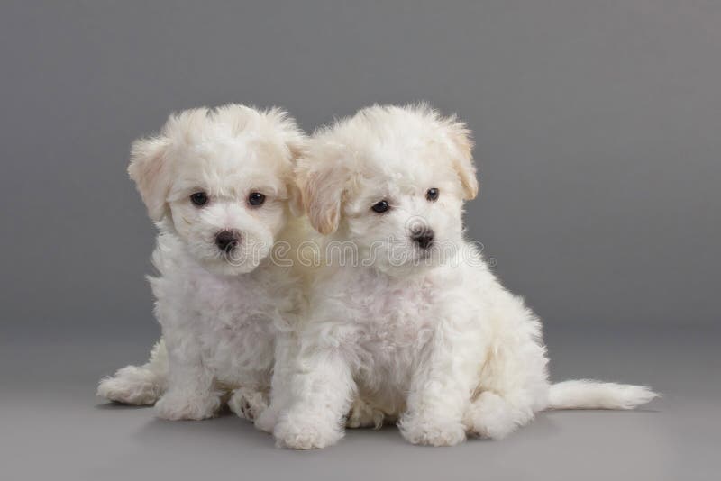 Chiots de Bichon Frise photo stock. Image du pelucheux - 17015920