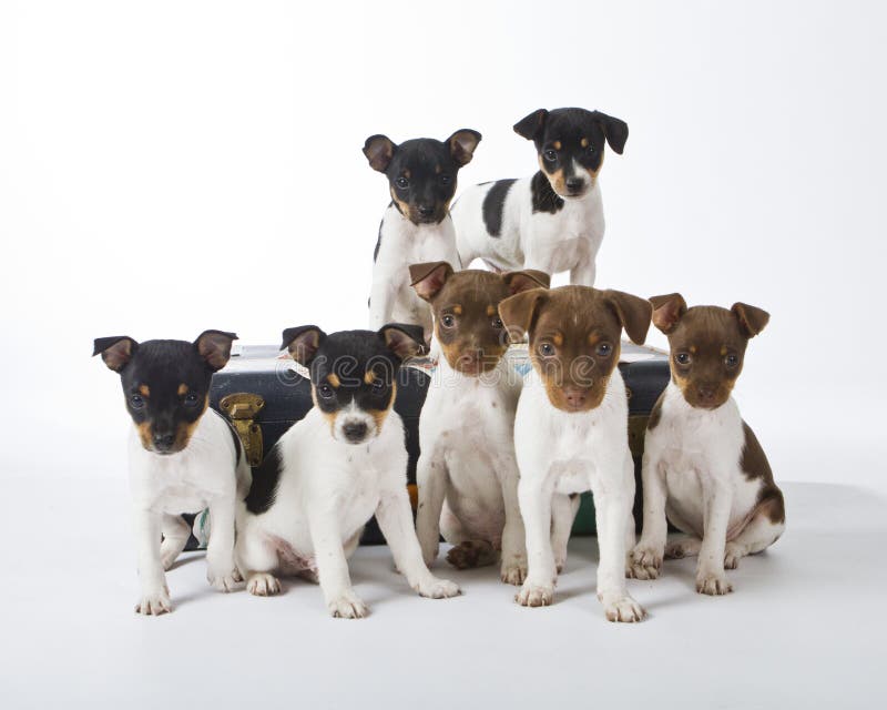 Chiots De Chien Terrier De Rat Image stock - Image du chiot, mammifère ...