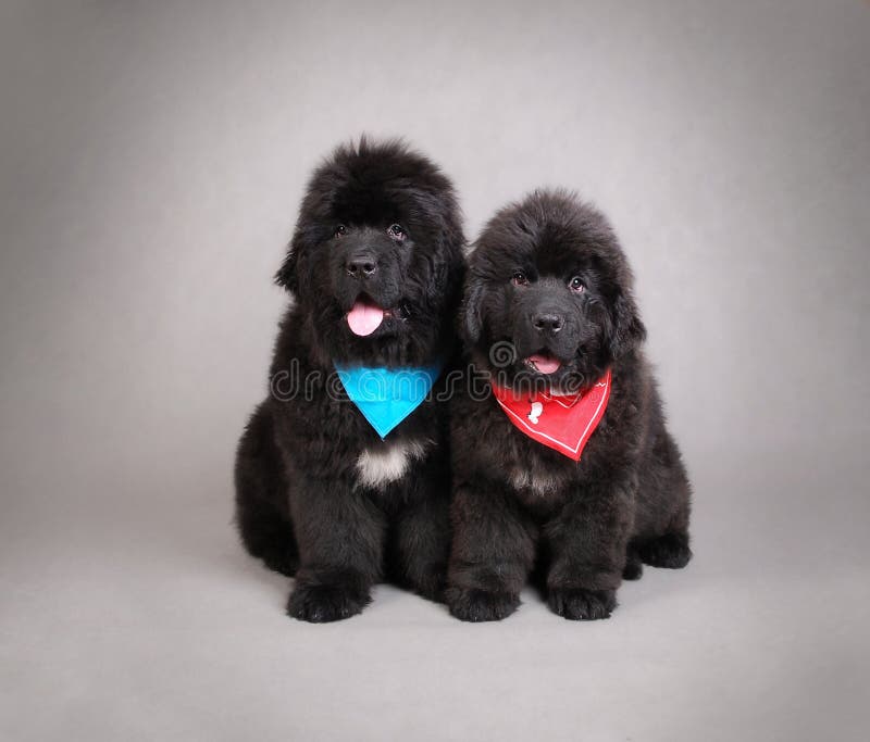 Mois De Chiots De Terre-Neuve 5 Et 30, Photo stock - Image du fourrure ...