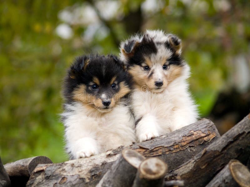 Chiots de Sheltie photo stock. Image du chiot, crabot - 8687252