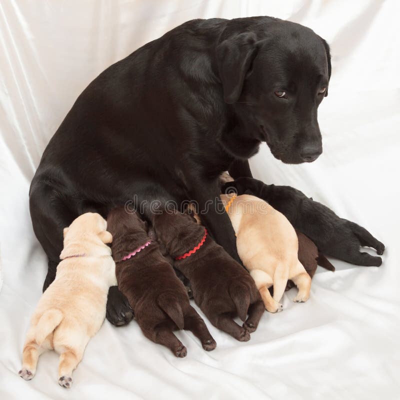 Chiots Et Maman De Labrador Retriever Image stock - Image du beau, lait ...