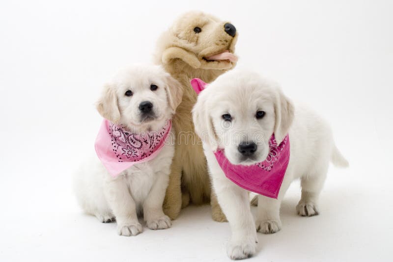 Jolis chiots photo stock. Image du labrador, adorable, chiot - 416740