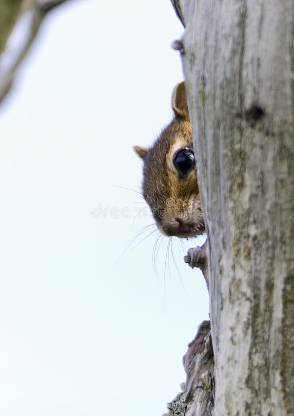 Chip Looks Out from Behind the Trunk of a Dry Tree Stock Image - Image ...