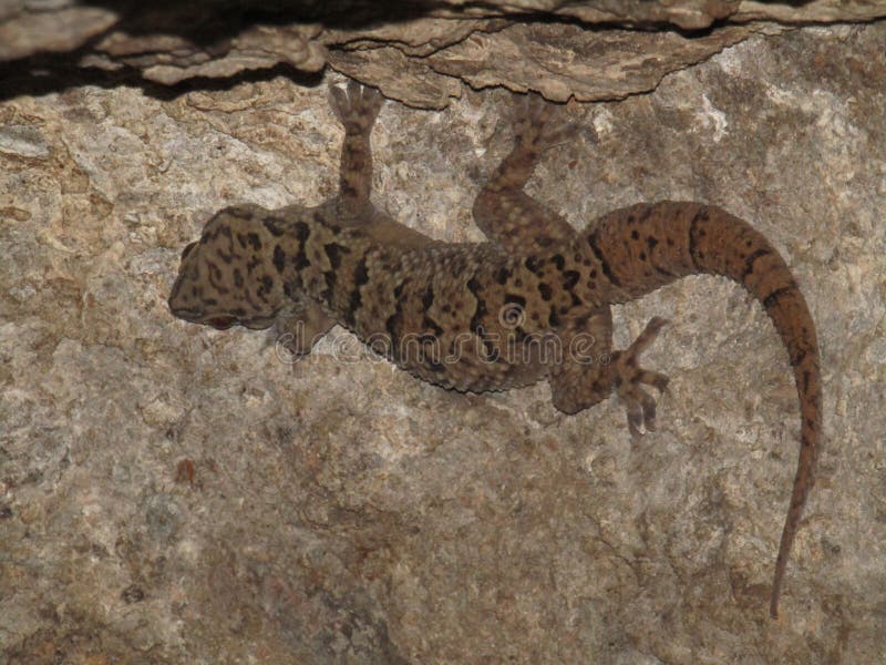 Chipkali 库存图片. 图片 包括有 人力, 危险, 重婚, 森林 - 85584935