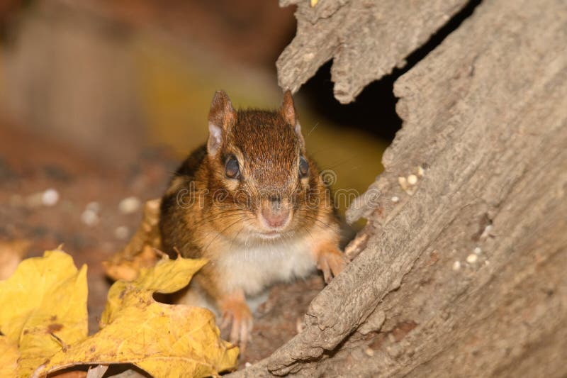 A chipmonk during the fall stock photo. Image of autumn - 289940532