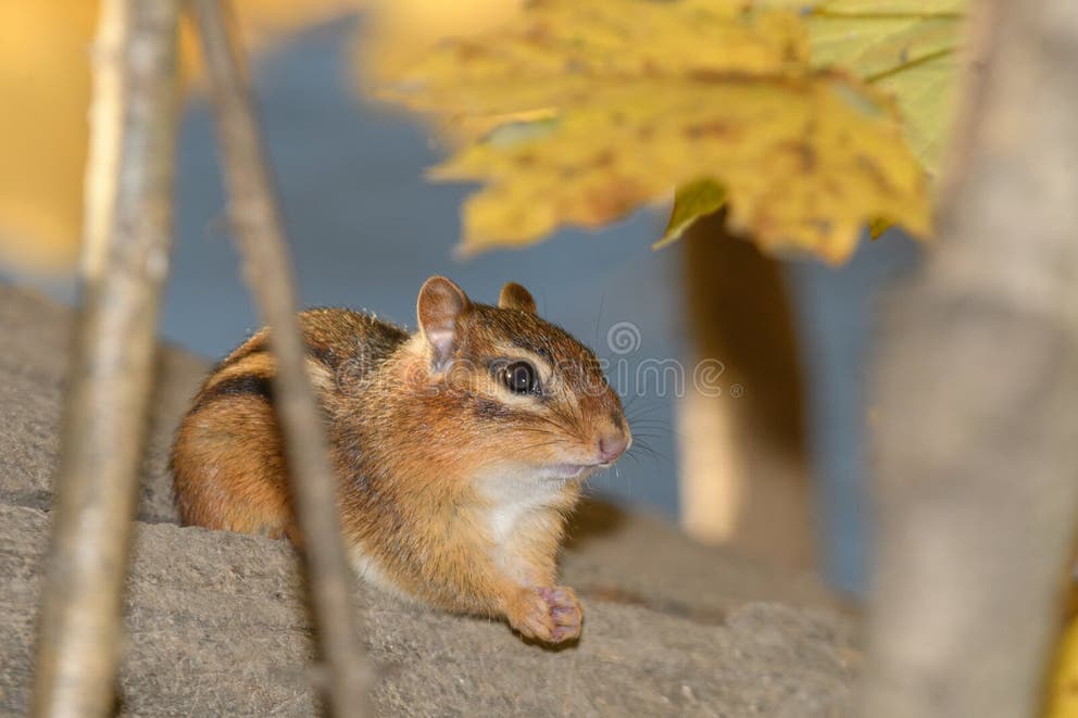 A chipmonk during the fall stock photo. Image of chipmonk - 289941200
