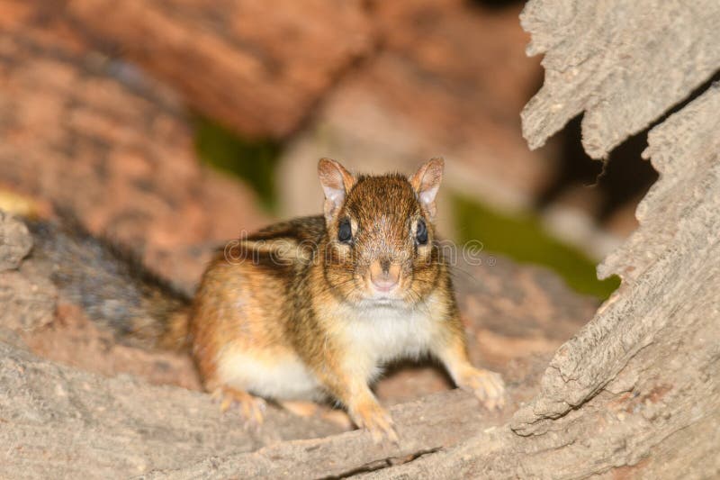 A chipmonk during the fall stock photo. Image of orange - 289941410