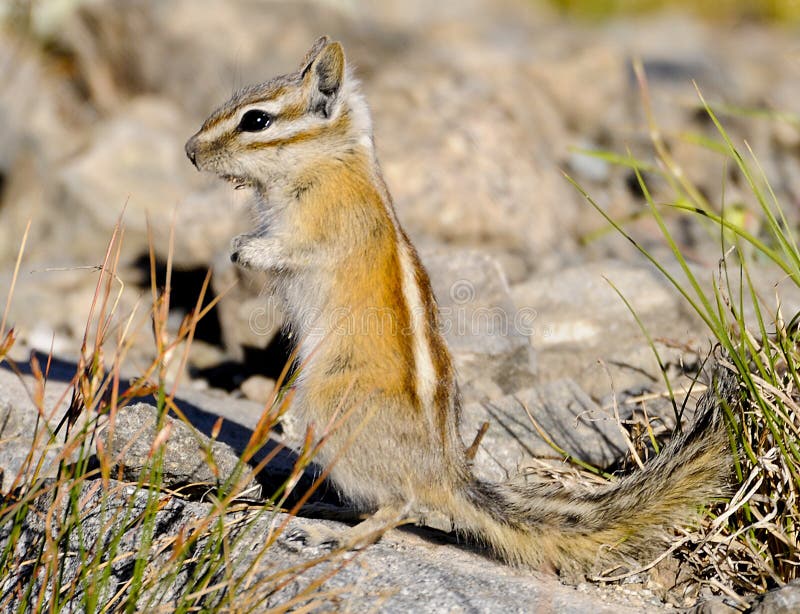 Wild Animal Chipmunk Stands Eating Filling Up for Winter Stock Photo ...