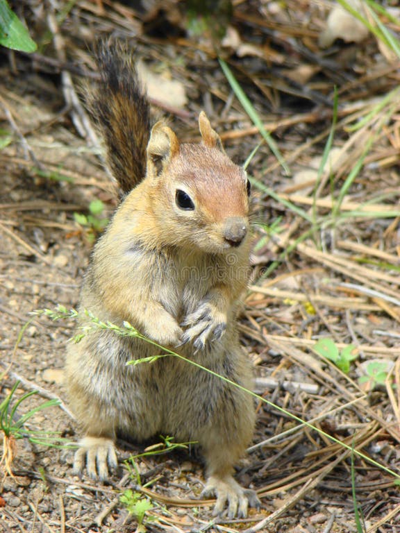 Chipmunk stock photo. Image of munk, animal, mouse, macro - 10880544