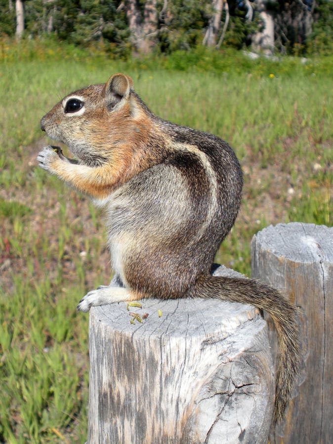 Chipmunk Ground Squirrel On Post Stock Image - Image of illinois ...